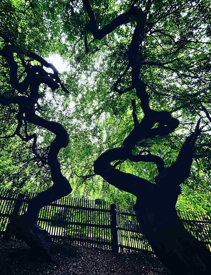 A talking tree — thought experiment. | by Magicalmindfulliving | Medium