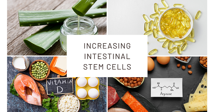 Regenerating the Gut: Intestinal Stem Cells (+ 3 Nutrients to Support ...