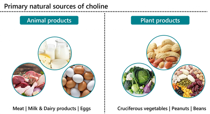 Educate Yourself About Your Vitamins and Minerals: Choline | by ...