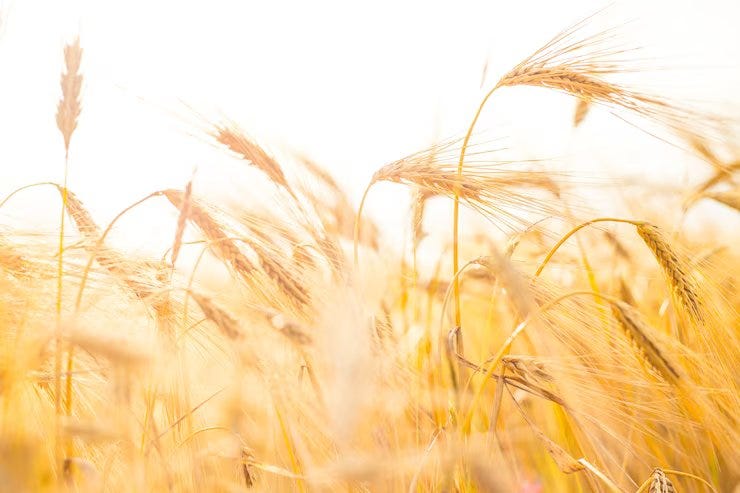 Wheat From Month: A Comprehensive Guide Using An API | by ...