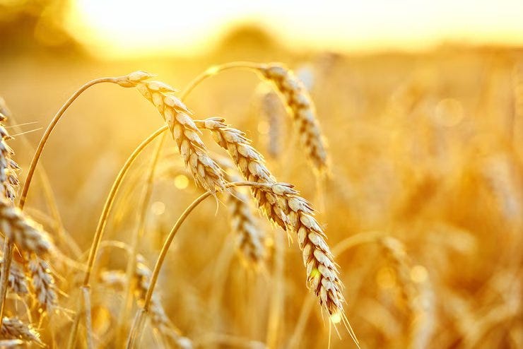 How To Get Real-Time Access To Wheat From Month Data Using An API | by ...