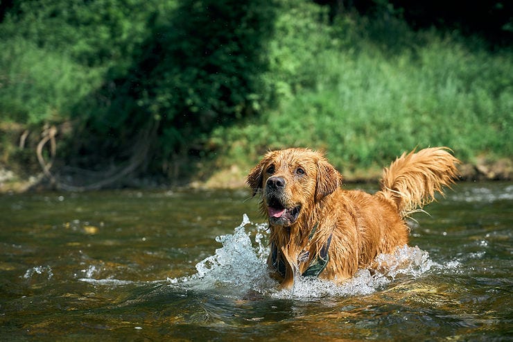Protect Your Hunting Partner: Recognizing And Preventing Rain Rot In Sporting Dogs | by CJ ...