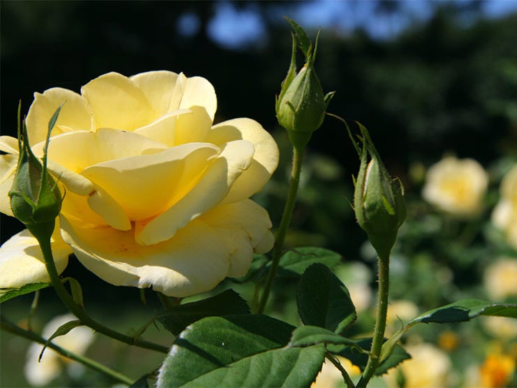 Caring for roses. These beauties have an unfair… | by Henk Botes | The ...