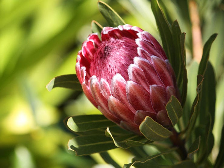 Create an indigenous garden. Nurseries offer greater varieties of… | by ...