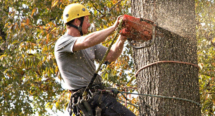 Tree Removal and Stump Grinding. Arboriculture Services tree removal ...