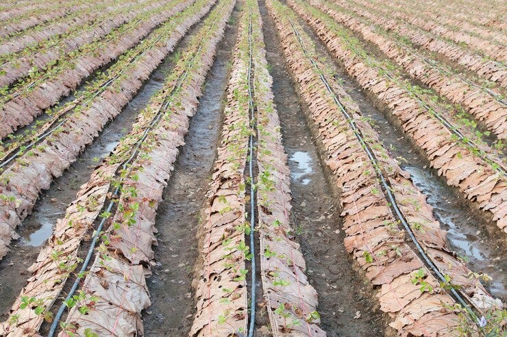 Drip Irrigation System: The Smart Solution for Efficient Watering and ...
