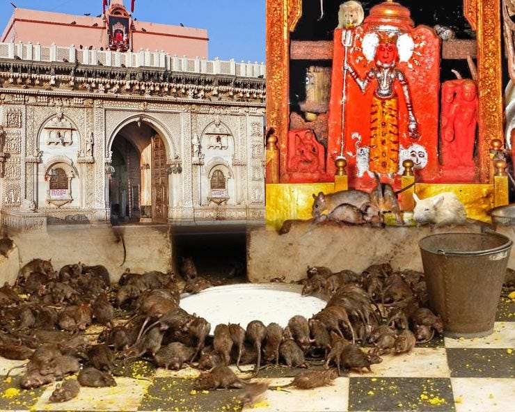 The Rat Temple of India : Where 20,000 Rats are Revered as Sacred ...