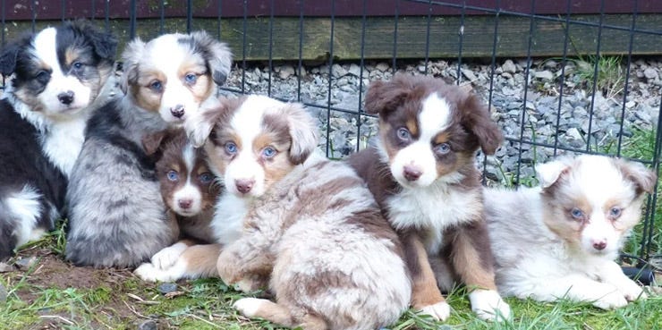 Mini Toy Australian Shepherd - Toy Mini Aussies - Medium