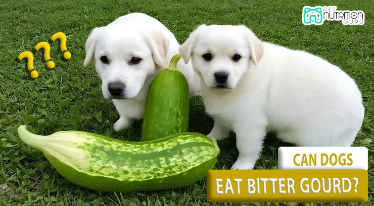Can Dogs Eat Bitter Gourd? Comprehensive Guide | by Pet Nutrition Guru ...