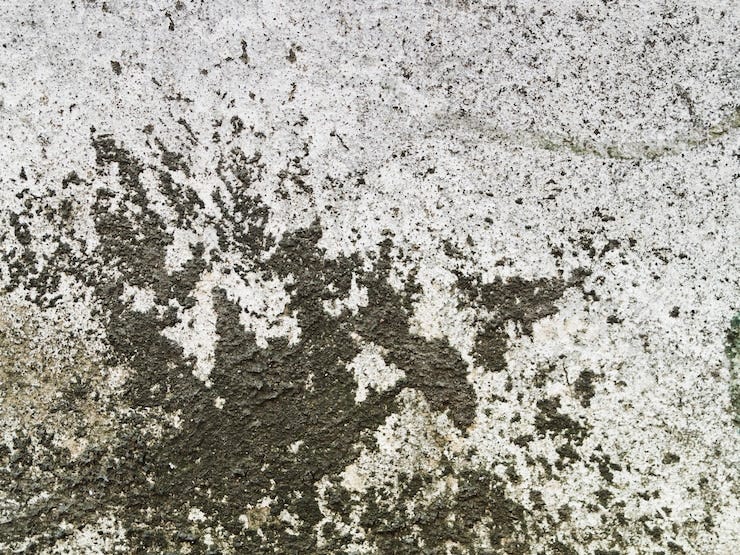 How To Test Your Home For Mold. There is mold everywhere however, you ...