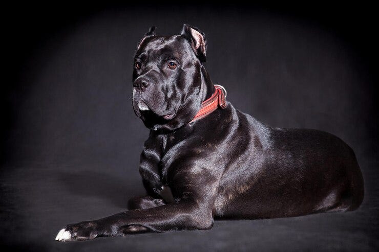 Cane Corso. The Kane Corso is an impressive breed… | by Salena | Medium