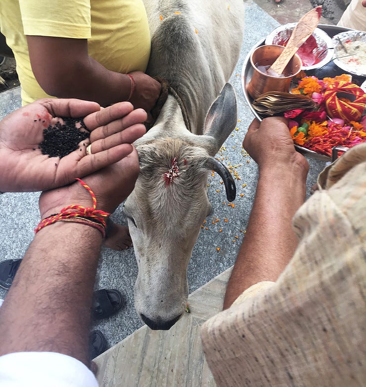 Holy Cow! | by Lily Yoga | Medium