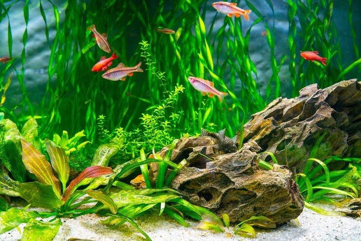langkah merawat ikan hias di aquarium | by acep erik luasiandi | Jul ...