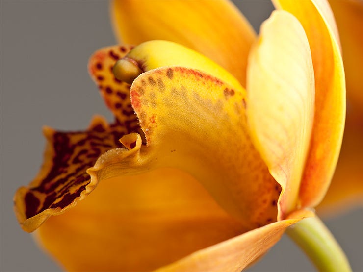 Growing and caring for orchids. The endless variations in colour… | by ...