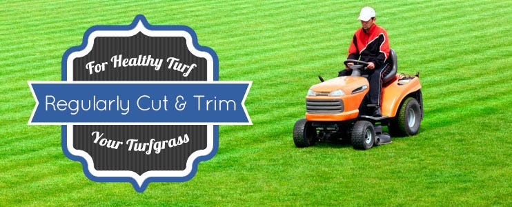 10 Turf Solutions to Save Your Grass | by Trigon Turf Sciences | Medium