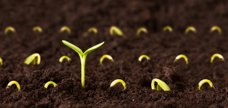 Which Seeds Will Flourish?. The seeds that flourish are often… | by ...