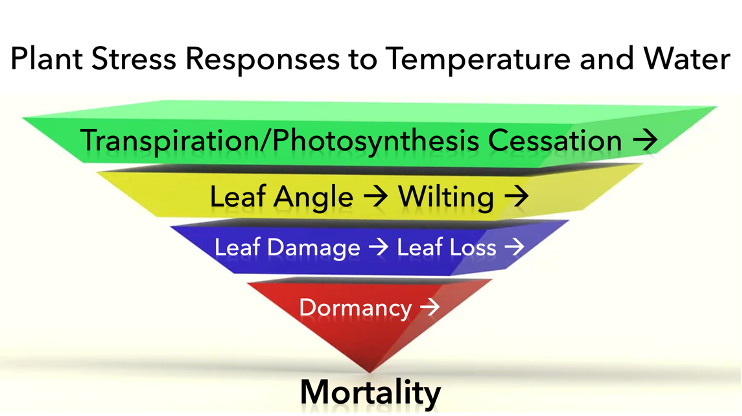 How well can we detect plant water stress from space? | by Josh Fisher ...