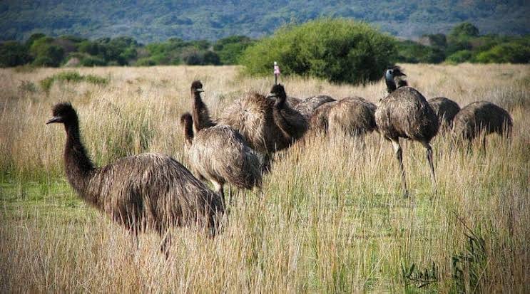 The great Australian Emu war.. Australia is home to its fair share of ...