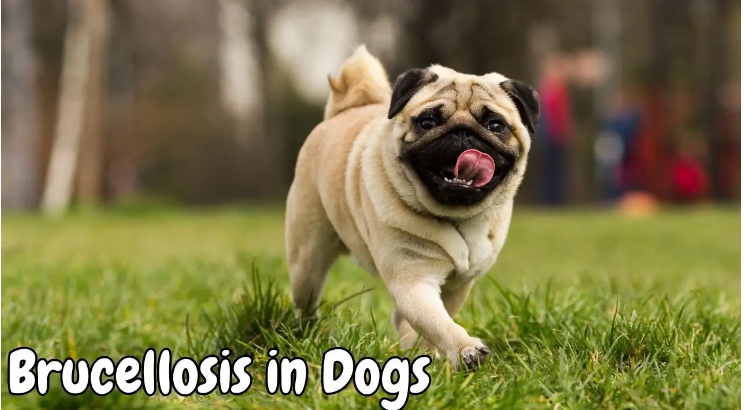 Brucellosis In Dogs. Introduction: Brucellosis is a… | by Jiozee | Jan ...