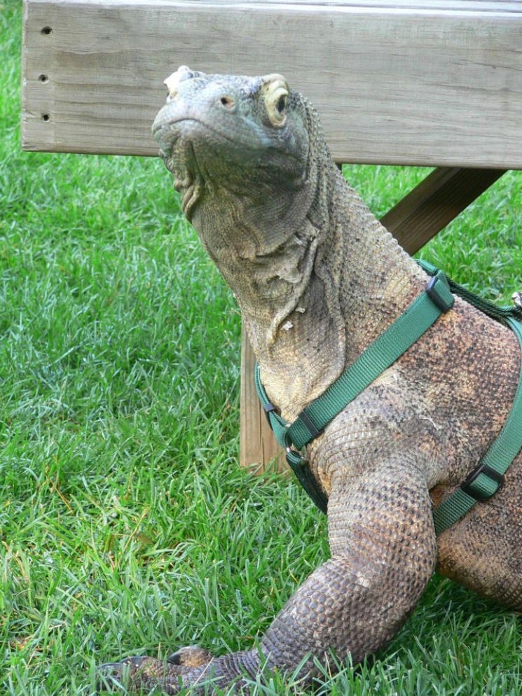 I’m sorry my lizard spit acidic poison at you…and bit little Timmy’s ...