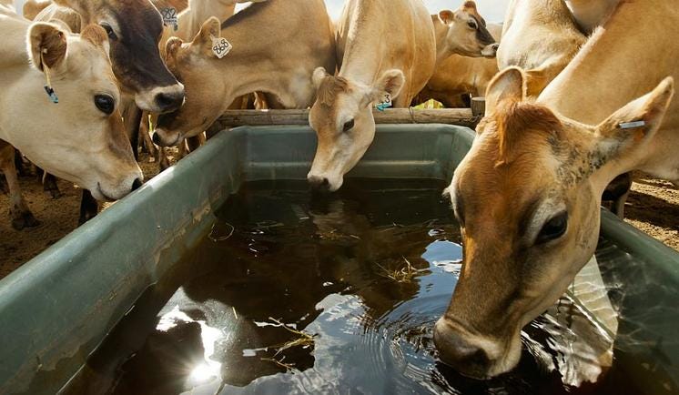 Rescue and Relief: American Humane’s Efforts to Save Animals in Turkey ...