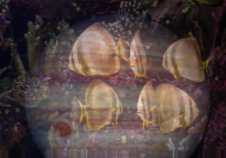The Jupiterian Life #4 — ♃ ℞ ♓︎. Jupiter (♃) retrogrades (℞) in Pisces ...