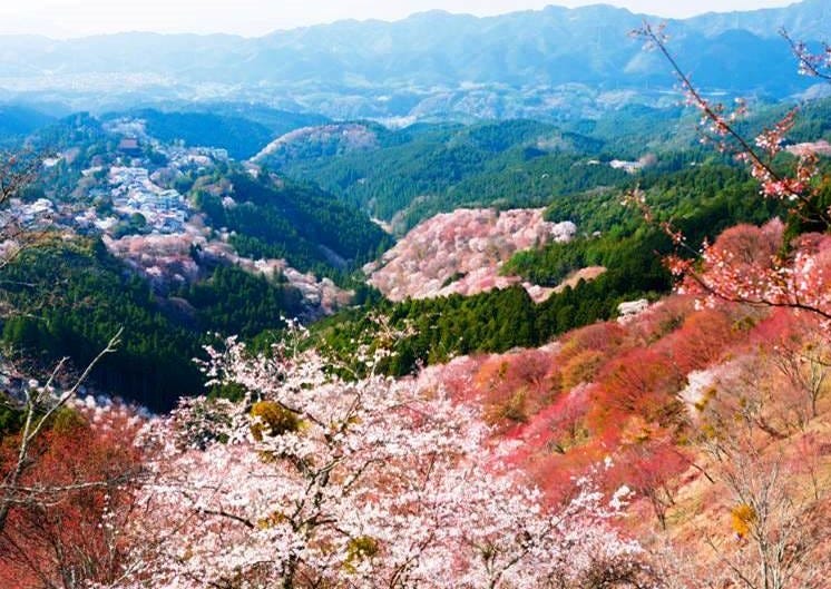 Oubaitori — Lessons from flowers. Have you ever thought that flowers ...