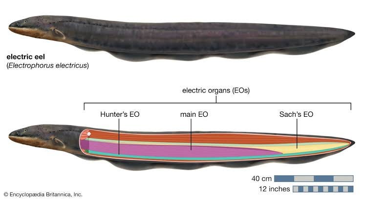 The Electric Eel Fish: A Tale Of Self Destruction | by Alvin Tongzum ...