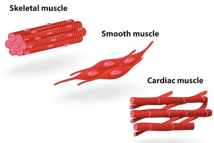 Anatomy of Muscles. Muscles, the soft tissues found… | by Aatika | Jul ...