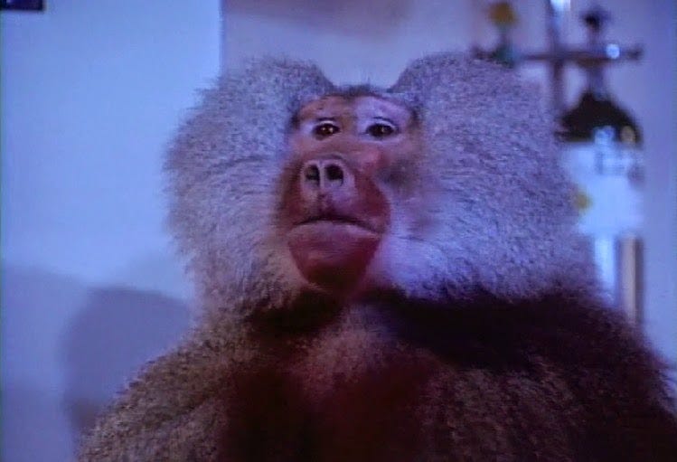 Movie Review: Shakma (1990). If I had to use one word to describe… | by ...