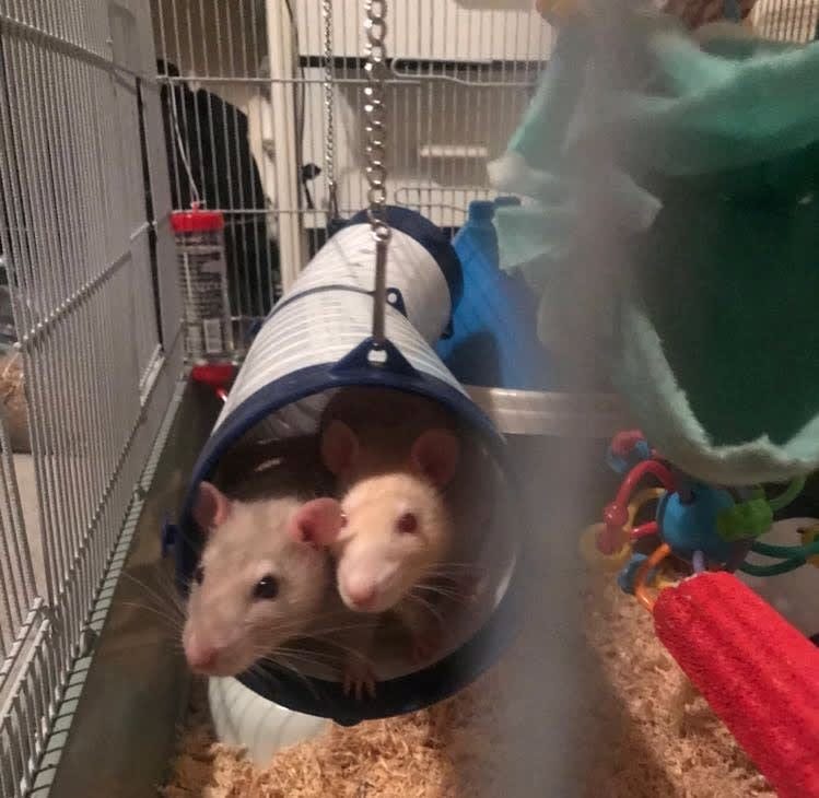 Owning pet rats. I decided to become a rat mum on a… | by Ashlea ...