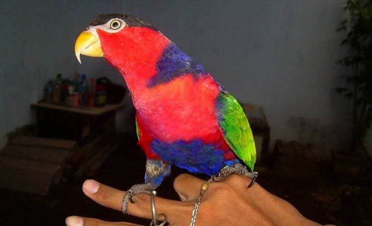 Harga Burung Nuri Hijau