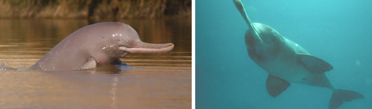 Discovering two species of endangered river dolphin in South Asia | by ...