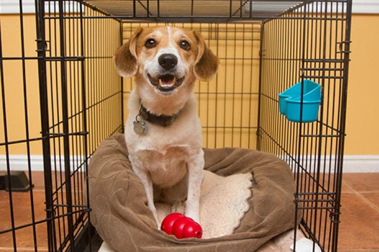 The importance of crate training for dogs | by Angies Mobile Pet ...