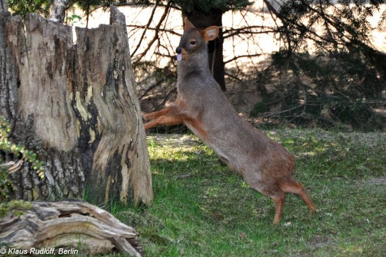 Climbing Animals