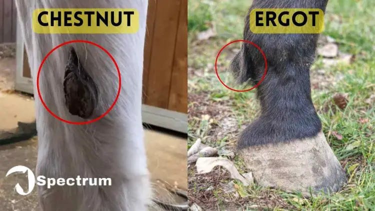 Chestnuts and Ergots: What is a Chestnut on a Horse? | by Muhammad Ismail | Medium