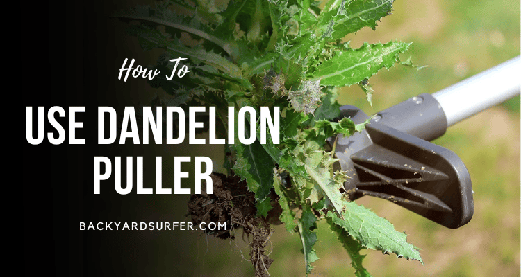 How to Use Dandelion Puller Effectively - Backyard Surfer - Medium
