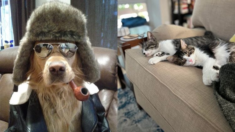 These Funny Animal Pictures Will Make You Laugh at Every Turn! - Raveby ...