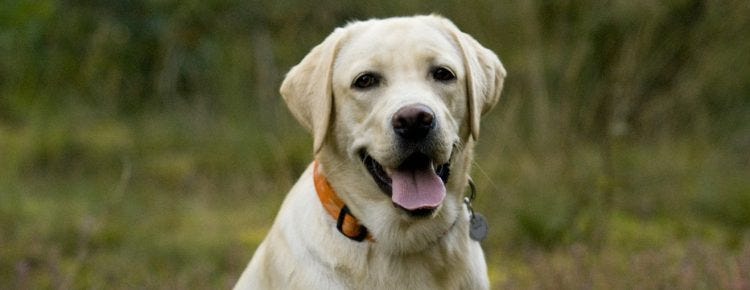 The labrador theory. Guide dogs — Here’s why It’s sad seeing… | by Ido ...