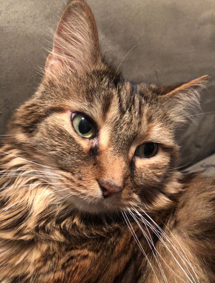 My Cat Has Chronic Kidney Disease | by Kerry Purvis | Pet Talks | Medium