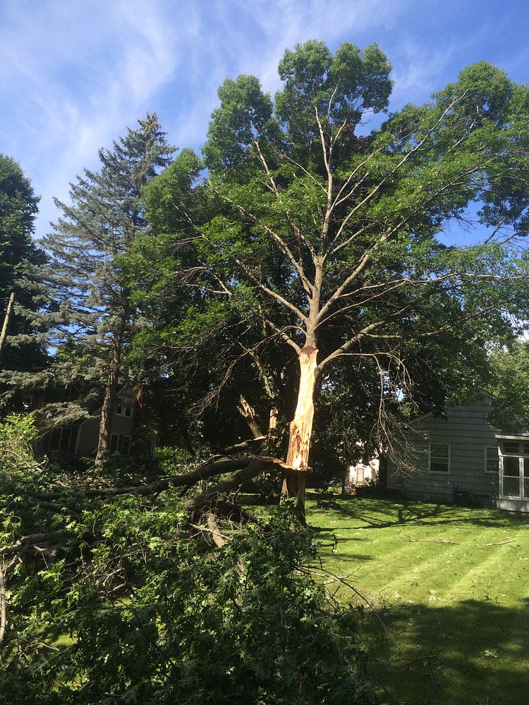 Old, Glorious Tree. The arborist’s best guess was that it… | by Matt ...