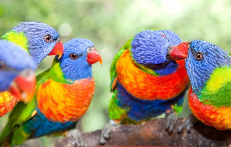 Here’s How Australian Birds Beat Taylor Swift in the ARIAS | by Ellie ...