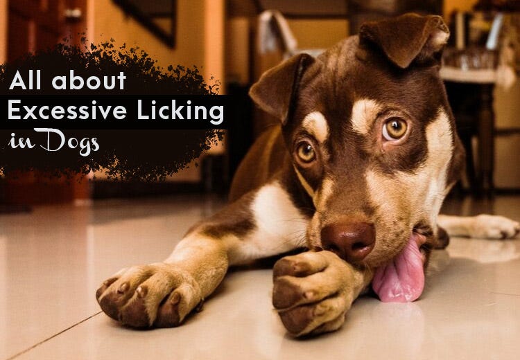 What Does It Mean When A Dog Licks You Excessively at Sandra Madrigal blog
