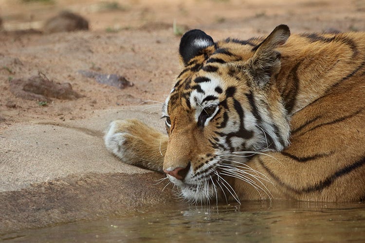 Tigers and their quench For thirst during Summers. | by Wildlife ...