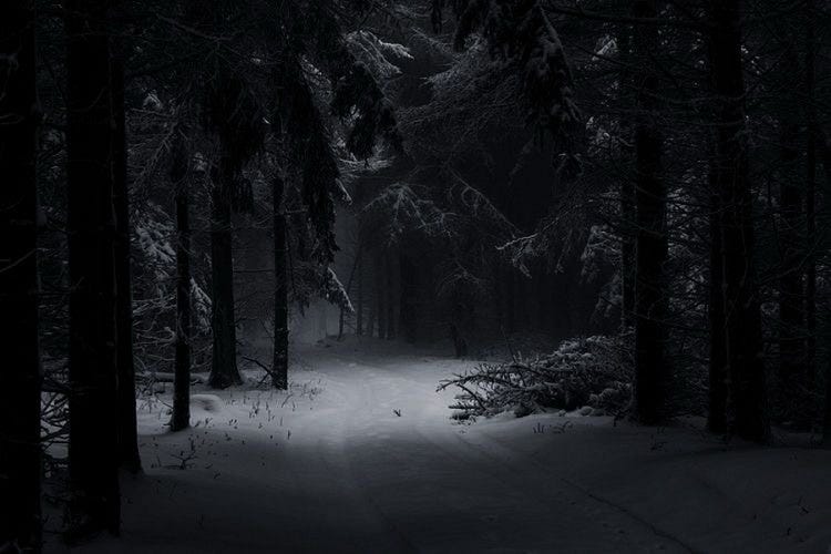 The Unknown Forest | by ayayaa | Jan, 2026 | Medium