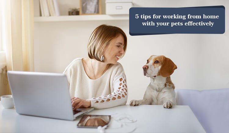 5 tips for working from home with your pets effectively | by Elena ...
