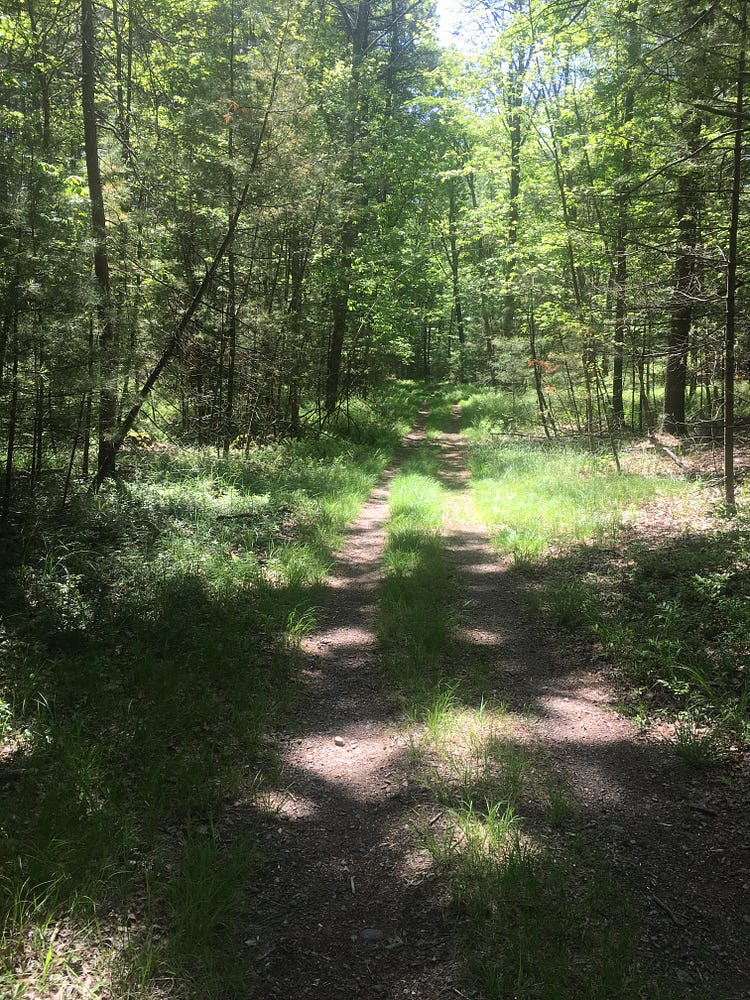 Great Trail Running Around Boston: Bay Circuit Trail in Willowdale ...