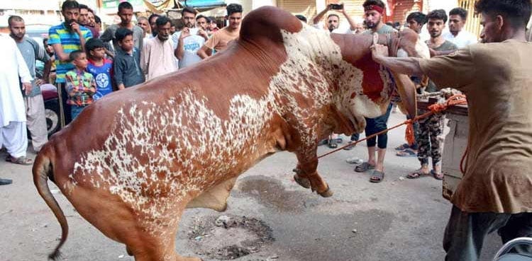 Eid ul Adha third day being celebrated with animals’ sacrifice. | by ...