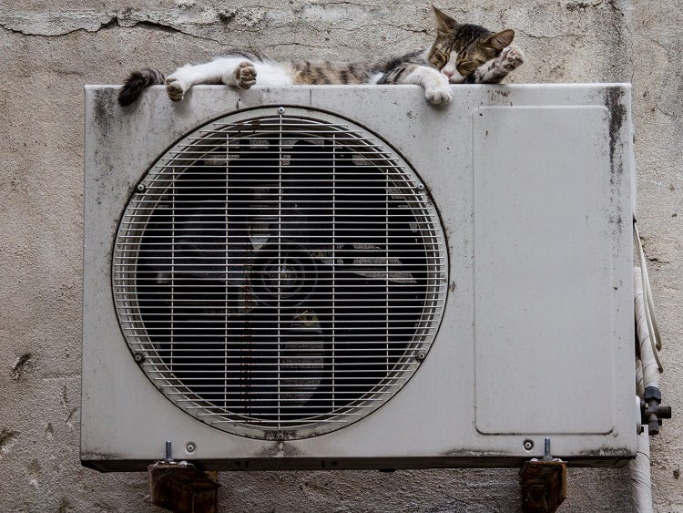 Marley — The Cat Next Door. It’s a cat’s life. | by Davi Mai | Medium