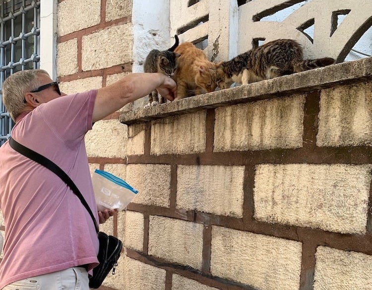 The great kitten smuggle. My husband Eric is a cat whisperer. He… | by ...